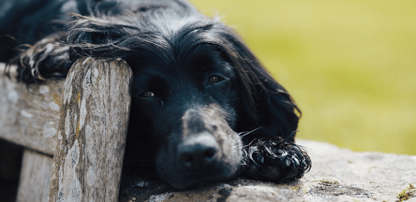 Working Cocker Spaniel: A Breed Guide by James Middleton - James & Ella